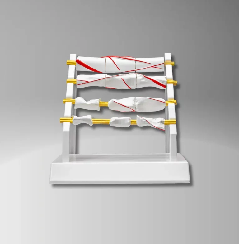 Nerve Model - Bedrock Bioscience