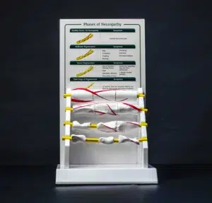 Nerve Model - Bedrock Bioscience